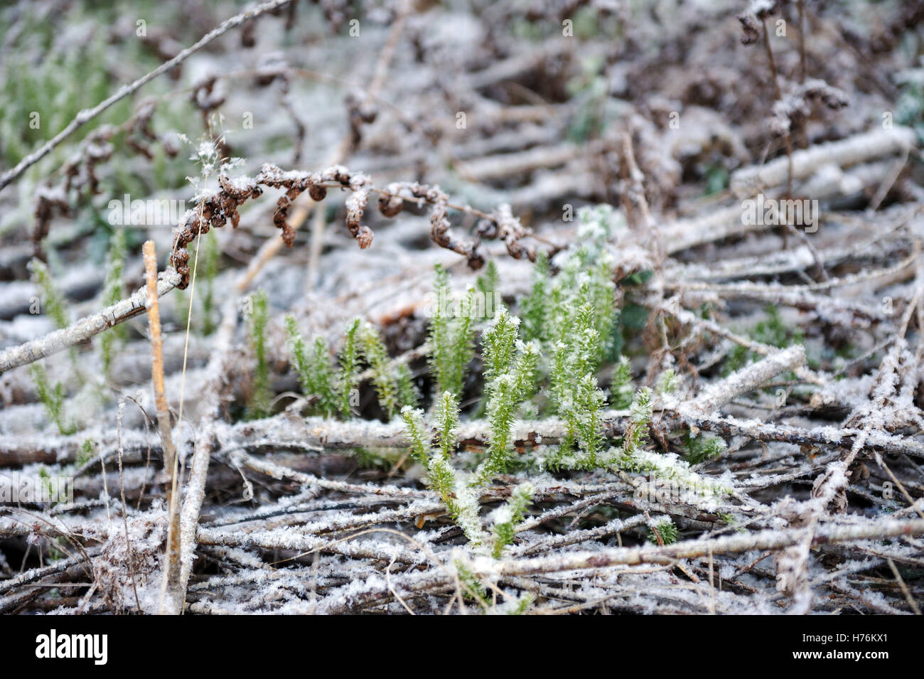 Dried grass texture hi-res stock photography and images - Alamy