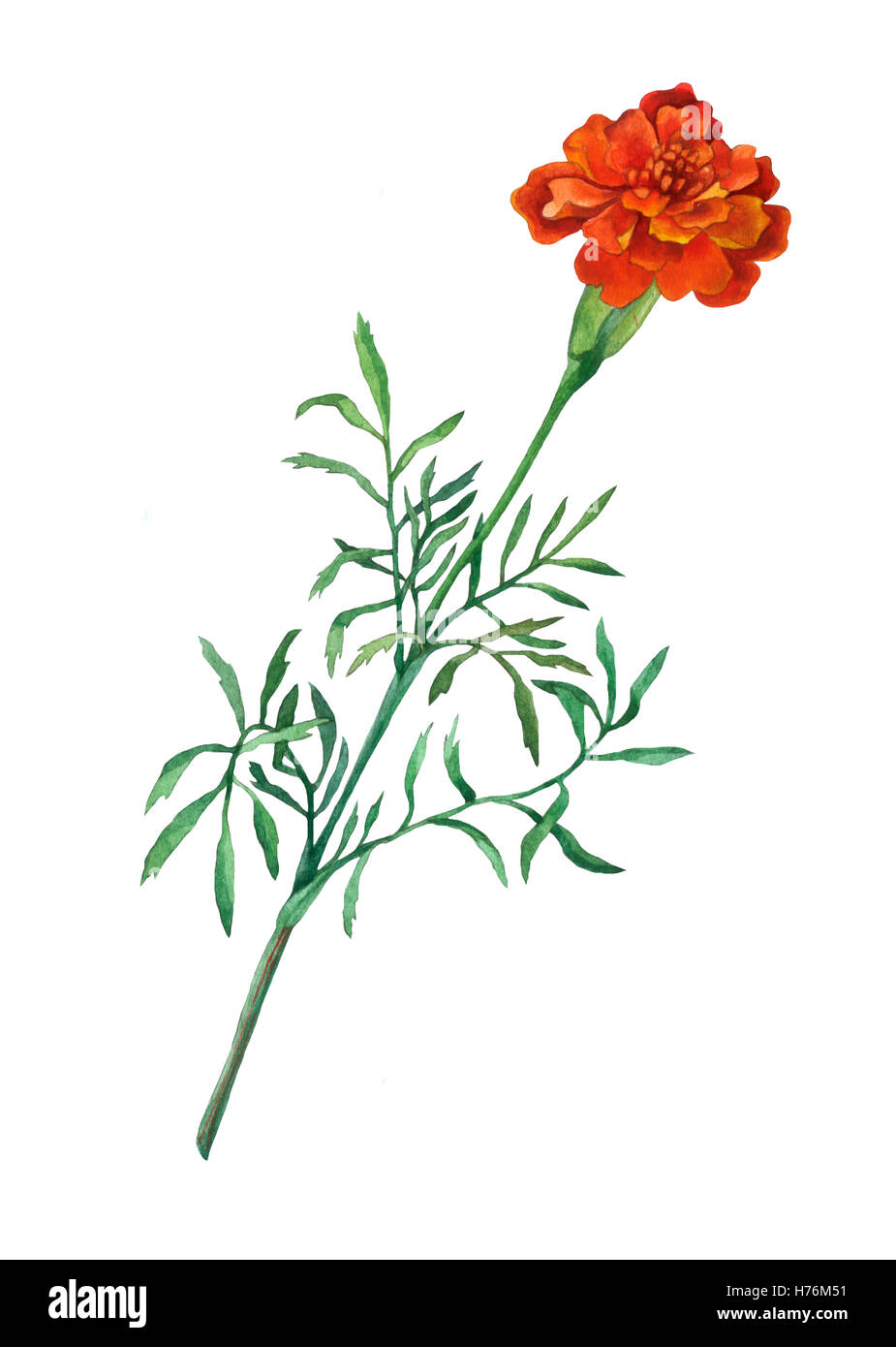 Flowering garden painting Cut Out Stock Images & Pictures - Alamy