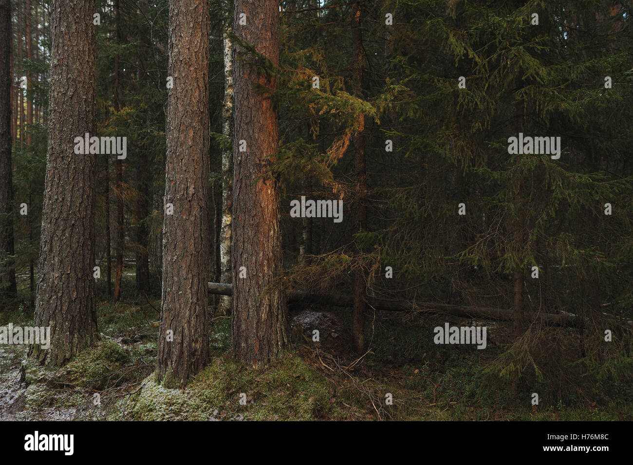 Landscape. Trees in the taiga forest Stock Photo - Alamy