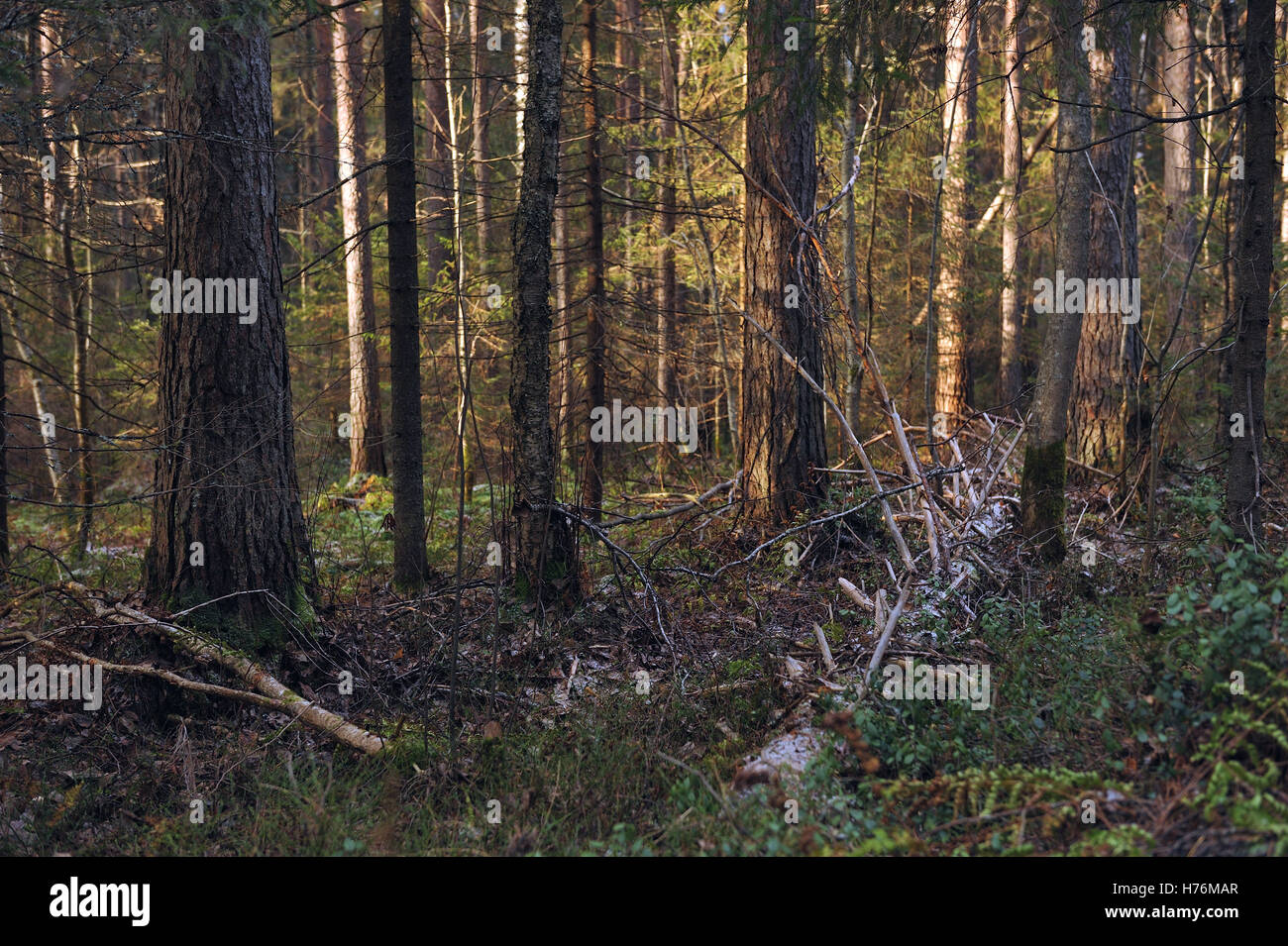 Landscape. Trees in the taiga forest Stock Photo - Alamy