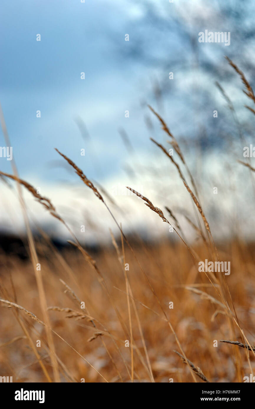 Dried wheat grass field hi-res stock photography and images - Alamy