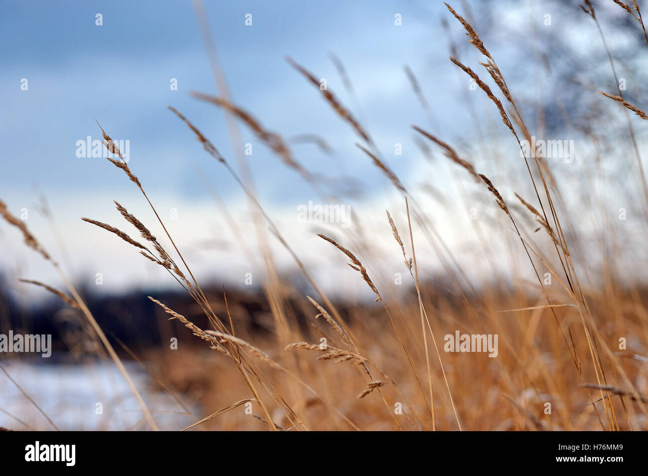 Dried wheat grass field hi-res stock photography and images - Alamy