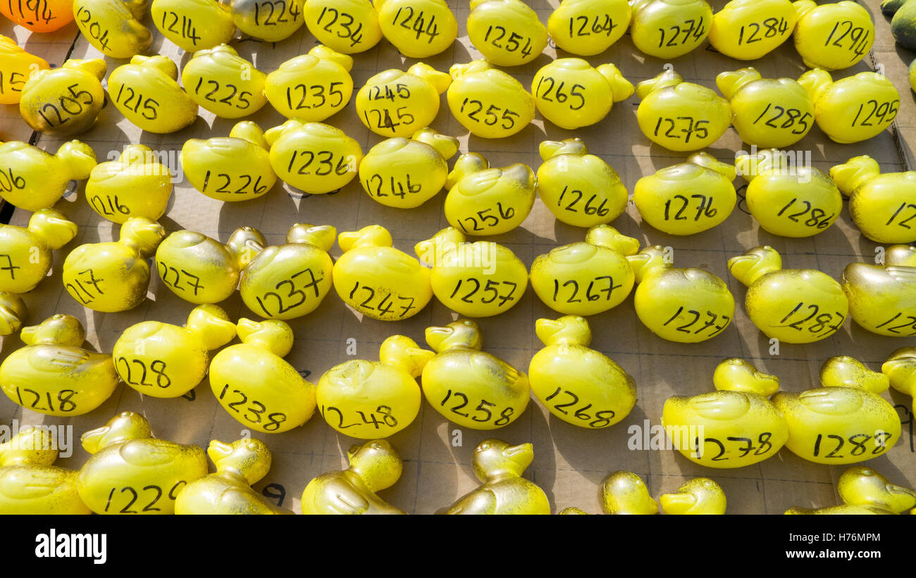 Plastic ducks ready for duck race event Stock Photo - Alamy