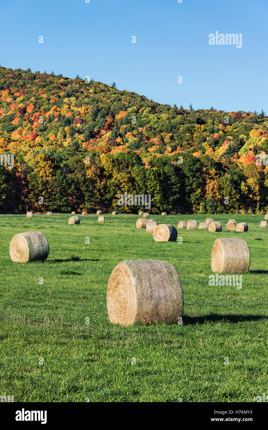 Hay bales in autumn field, Cornwall, Vermont, USA Stock Photo - Alamy