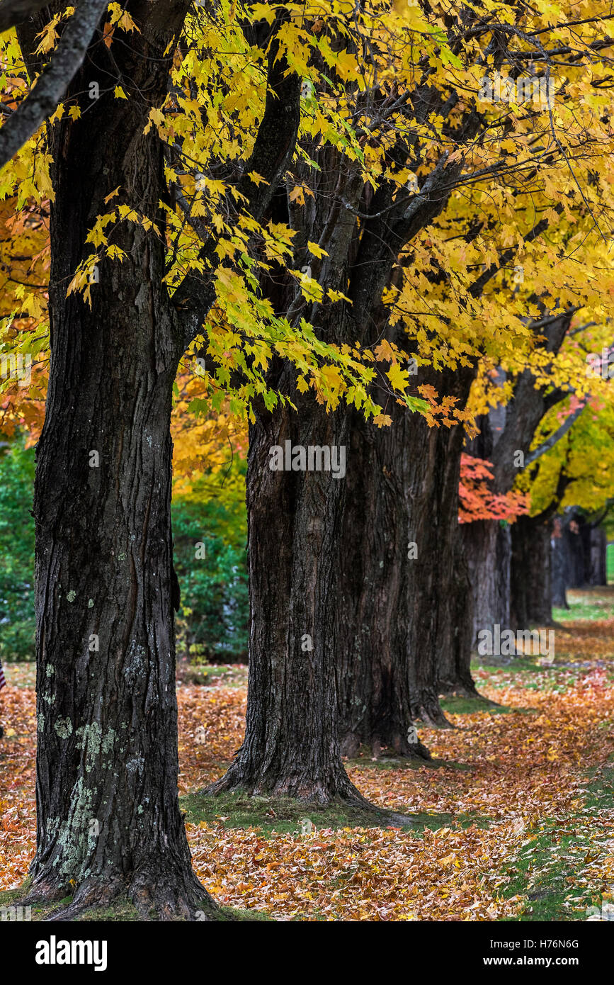 Colorful row of roadside maple trees, Vermont, USA Stock Photo - Alamy