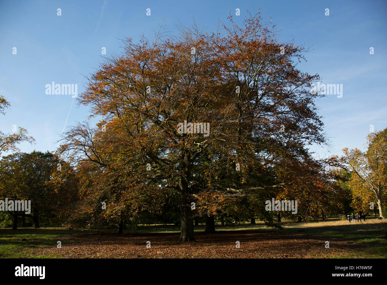 Autumn scene in Hyde Park, London, England, United Kingdom. Trees ...