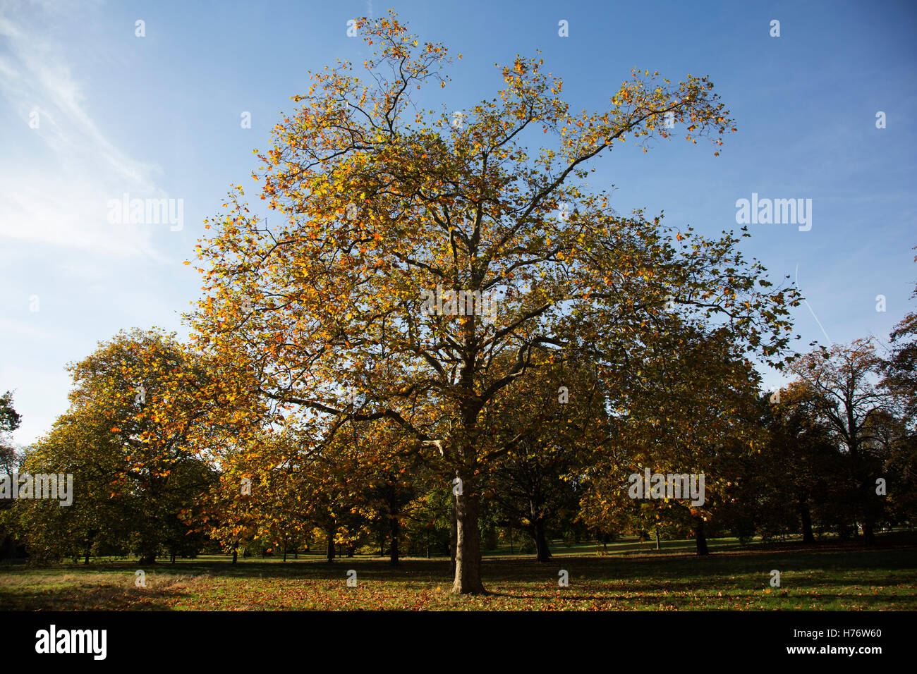 Autumn scene in Hyde Park, London, England, United Kingdom. Trees ...
