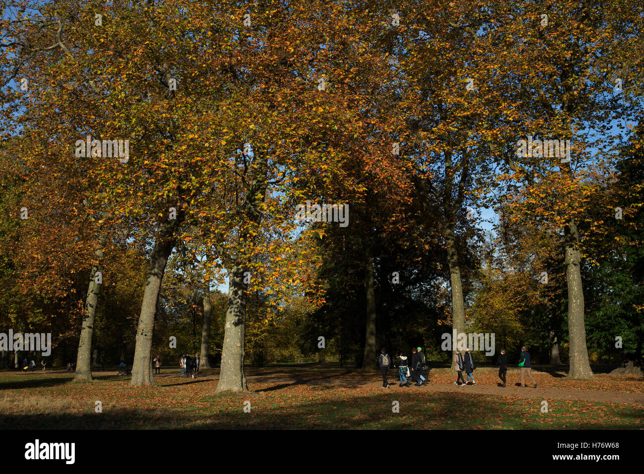 Autumn scene in Hyde Park, London, England, United Kingdom. Trees ...