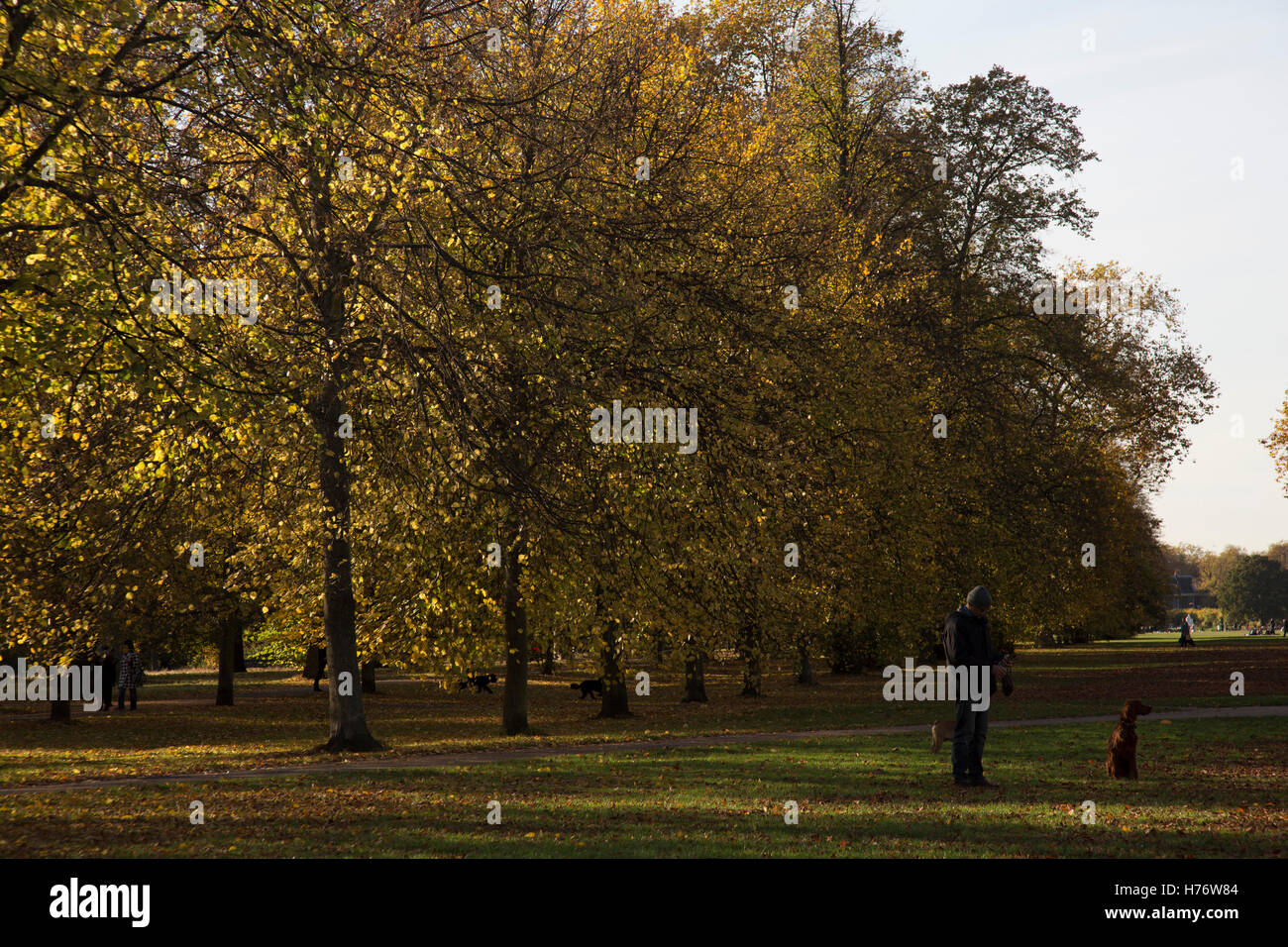 Autumn scene in Hyde Park, London, England, United Kingdom. Trees ...
