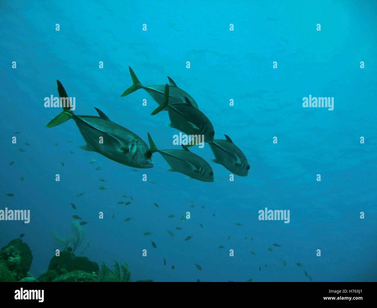 Horse eye jacks in Grand Cayman Stock Photo - Alamy