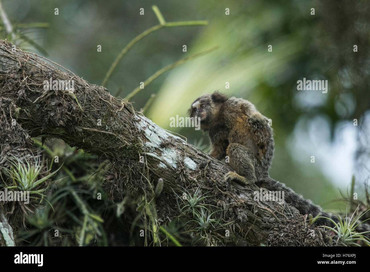 Callitrichidae hi-res stock photography and images - Alamy