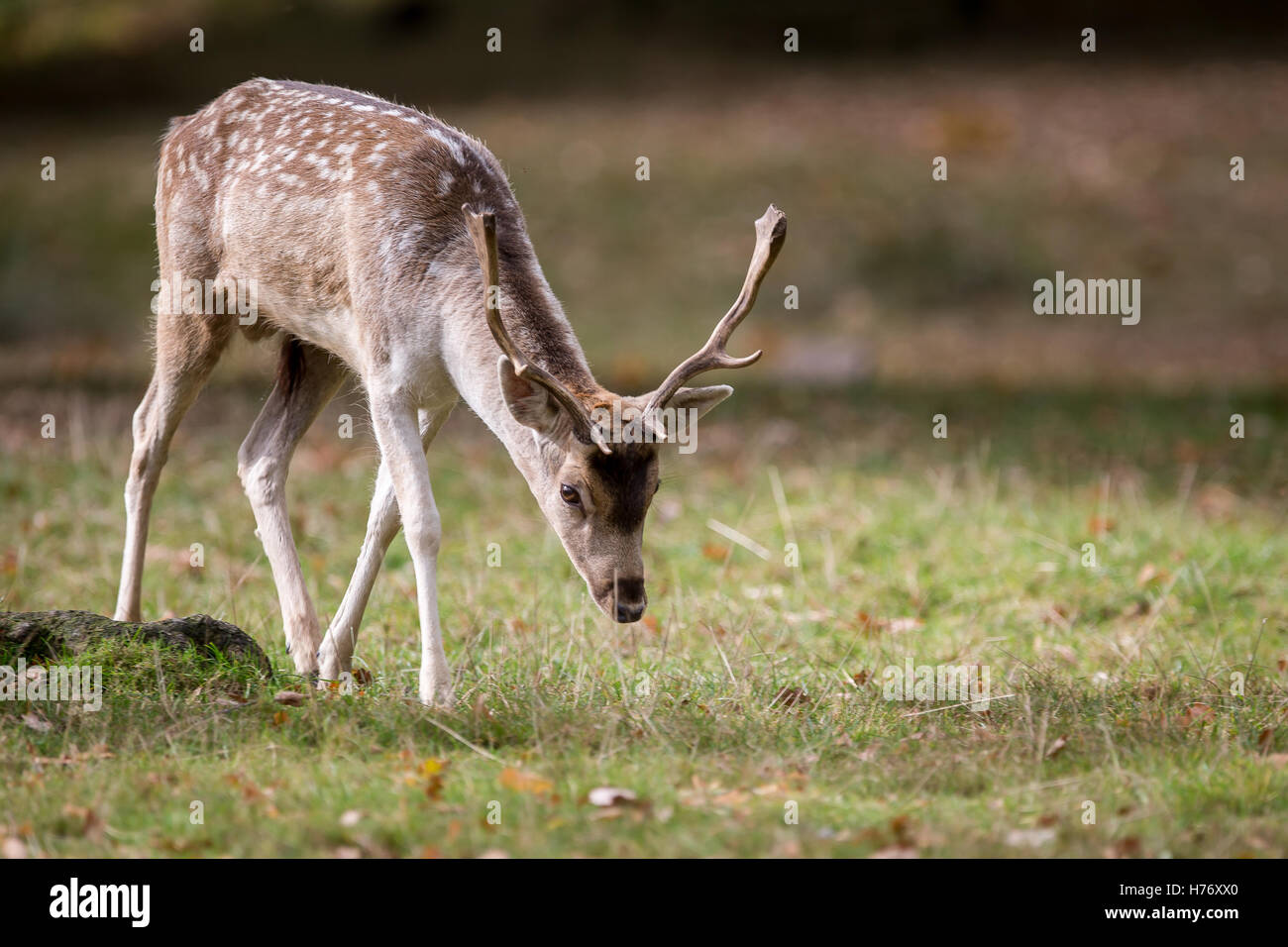 Fallow Deer Buck At Bradgate Park In The UK Stock Photo - Alamy