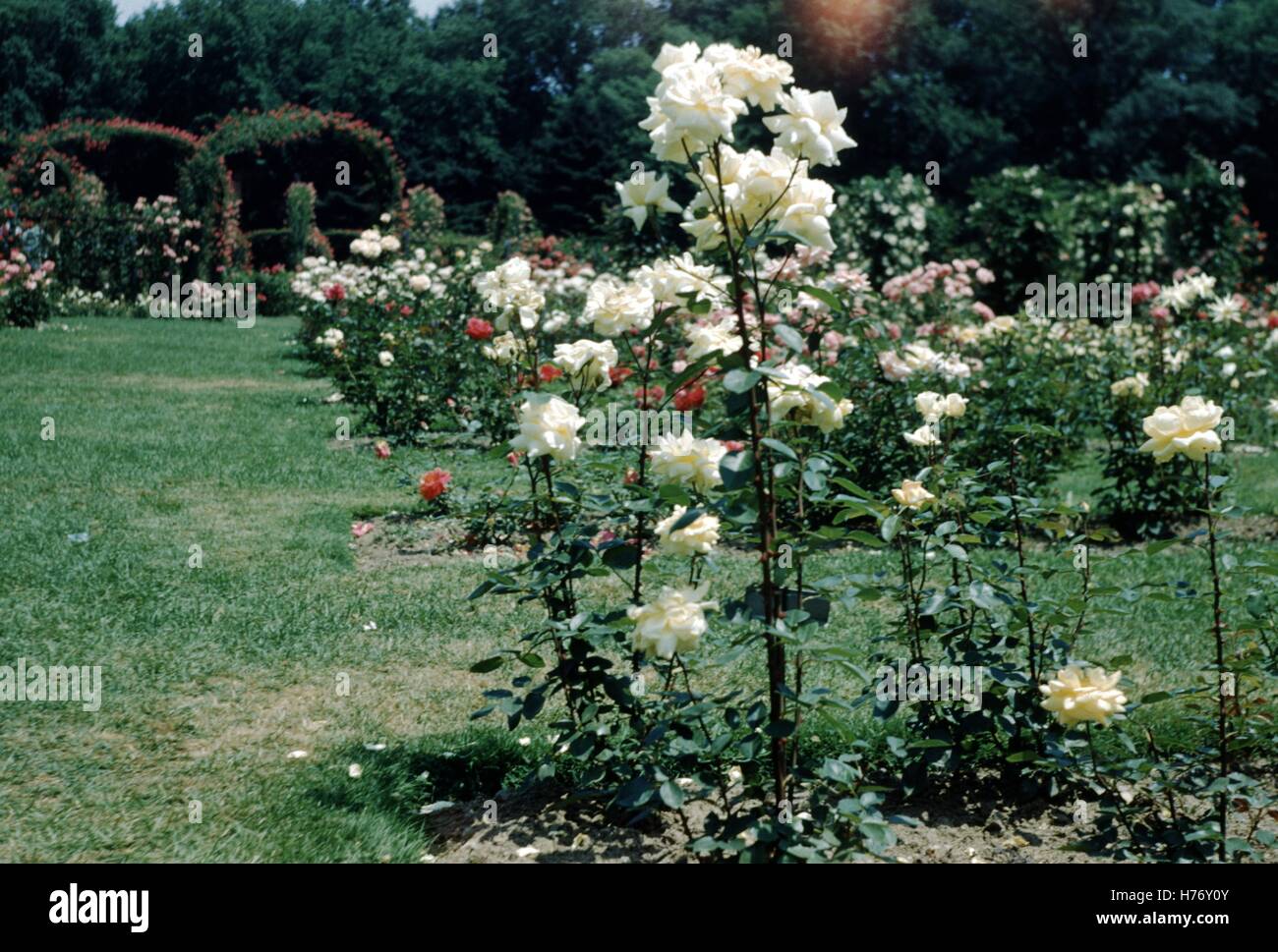 Vintage archival photograph taken in 1952 Stock Photo - Alamy