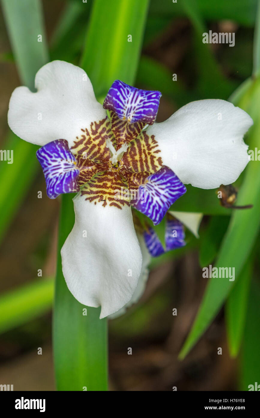 Beautiful single Violet and white Orchid flowers in the nature garden ...