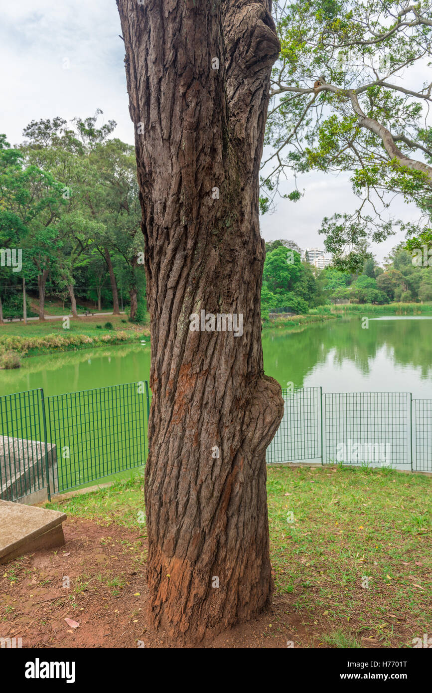 Tree bark detail at the Aclimacao Park. It was the first zoo in Sao ...