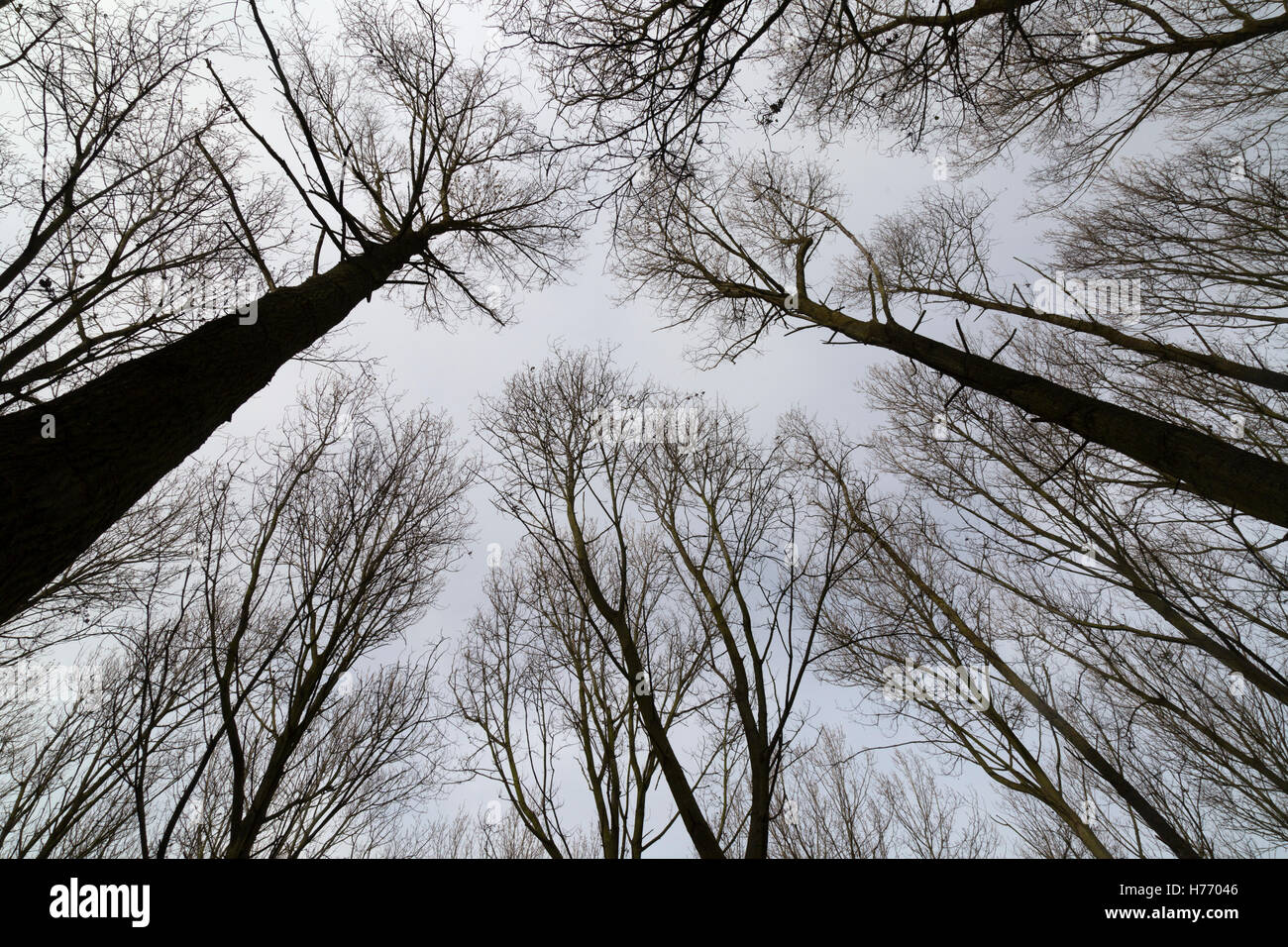 Poplar Populus X euramericana Plantation in winter against the sky ...