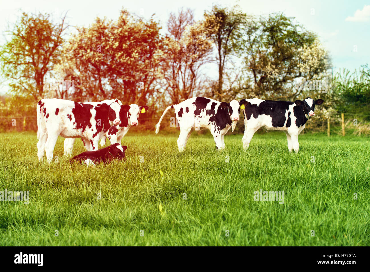 Dairy cattle uk grazing spring hi-res stock photography and images - Alamy