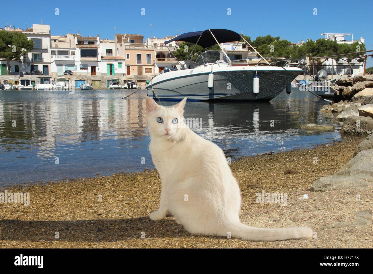 domestic cat, white, blue-eyed, sitting on a stony beach at the port of ...