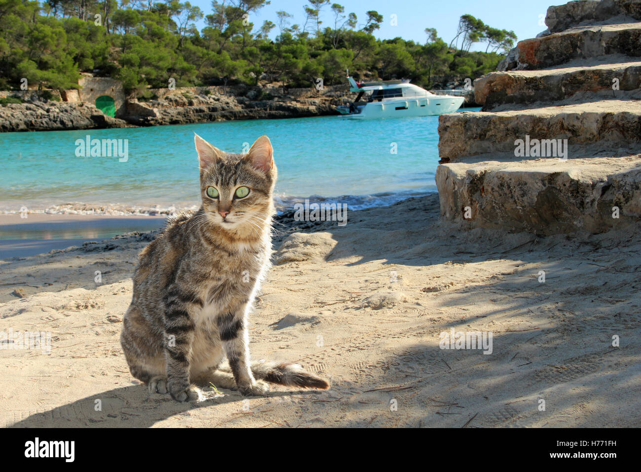 young domestic cat, black tabby, sitting in the sand at a bay, Mallorca ...