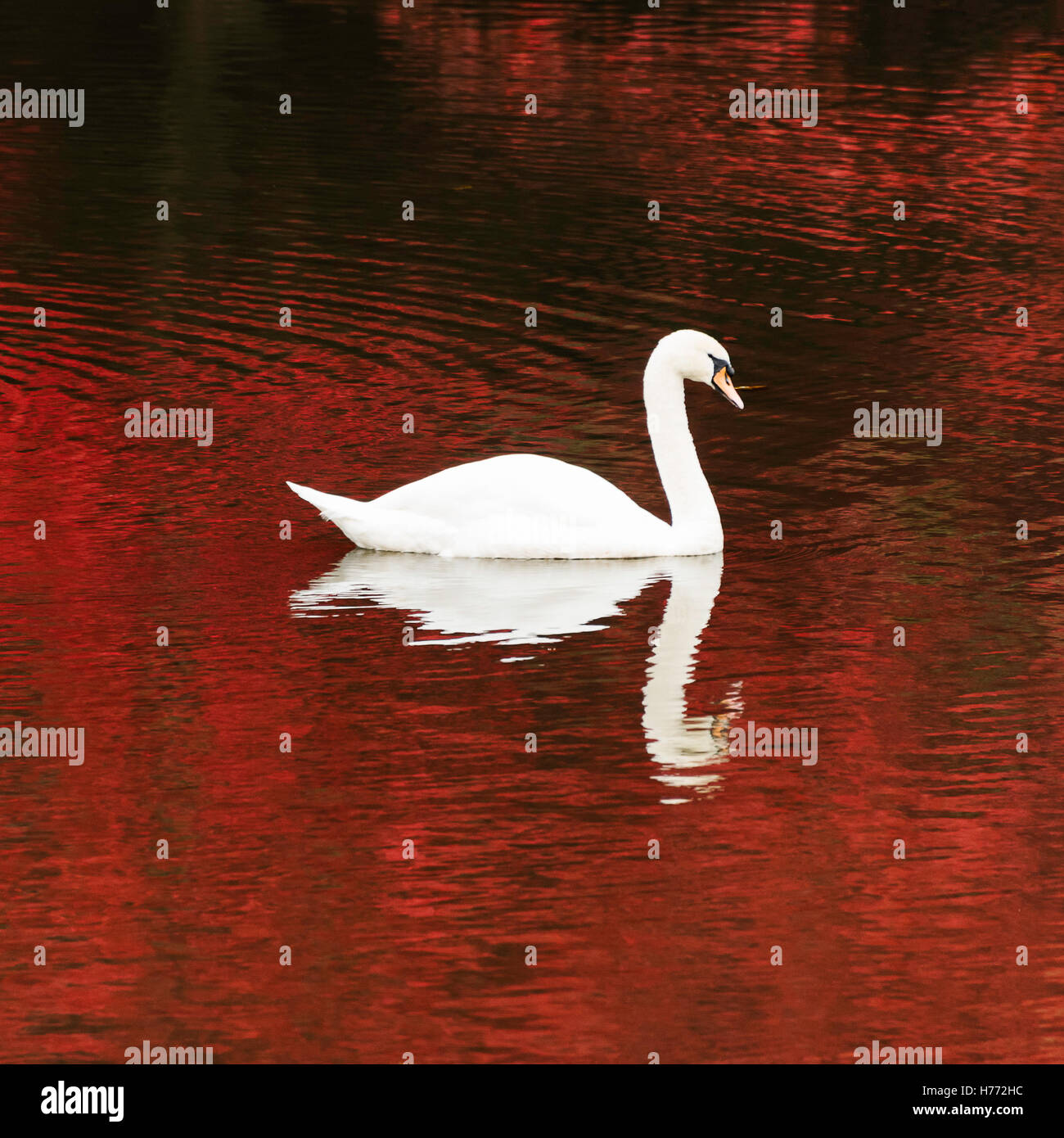 Yellow bill swan hi-res stock photography and images - Alamy