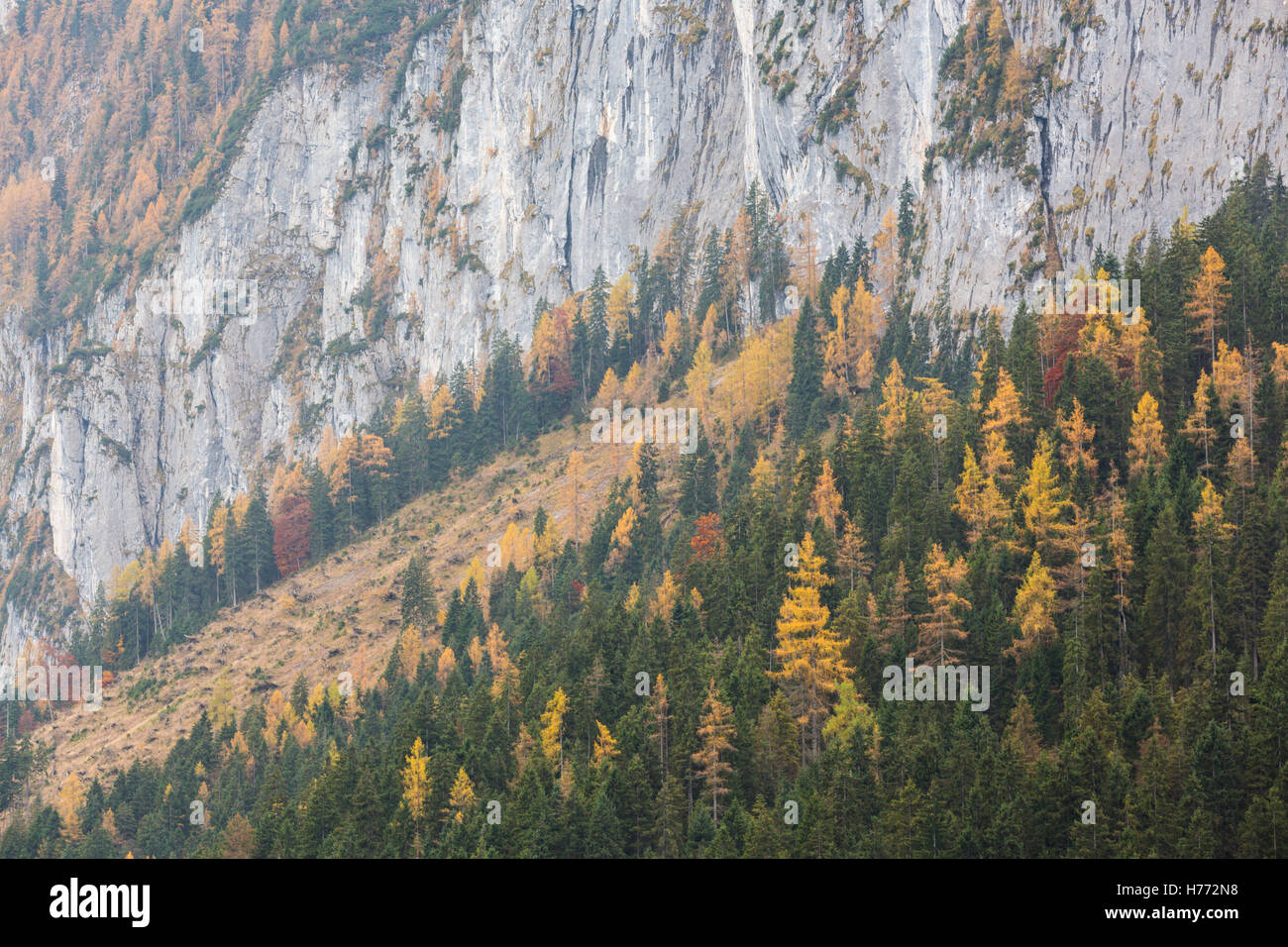 Autumn landscape, Forest, Colorful, Gosau, Dachstein region, Upper ...