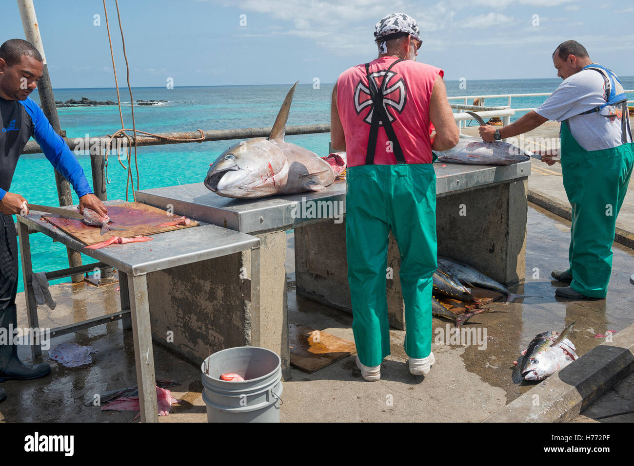 Ascension island wharf, men butchering fresh landed yellowtfin tuna and ...
