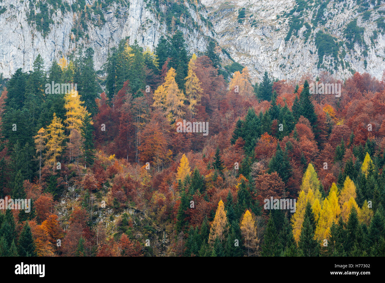 Autumn landscape, Forest, Colorful, Gosau, Dachstein region, Upper ...