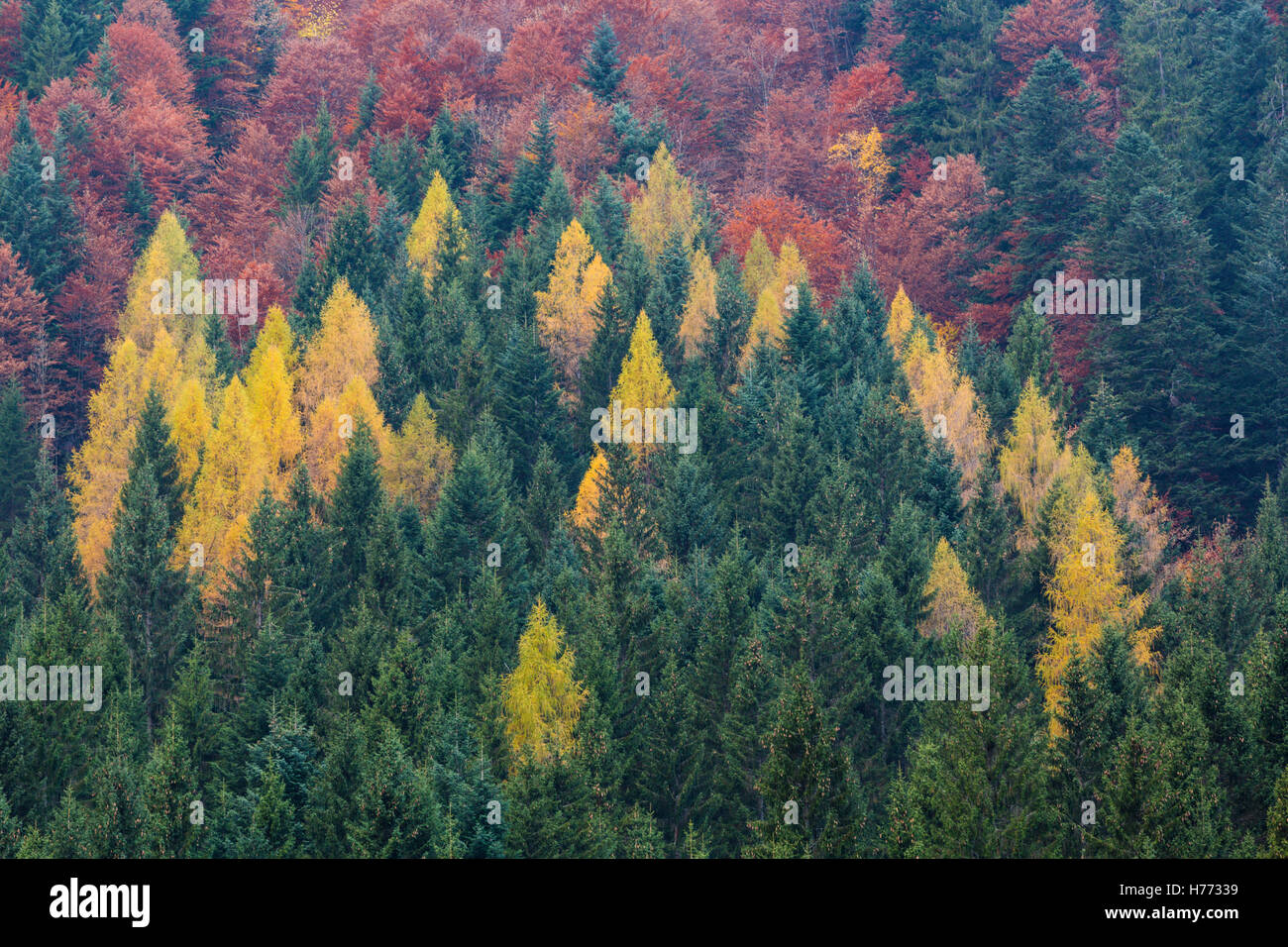 Autumn landscape, Forest, Colorful, Gosau, Dachstein region, Upper ...