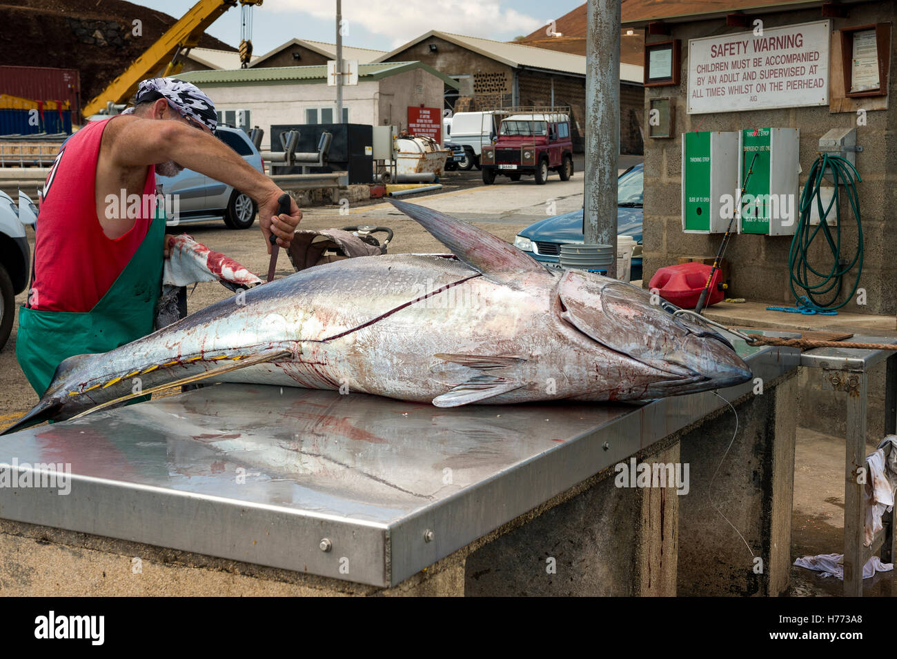 Ascension island wharf, man butchering fresh landed yellowfin tuna ...