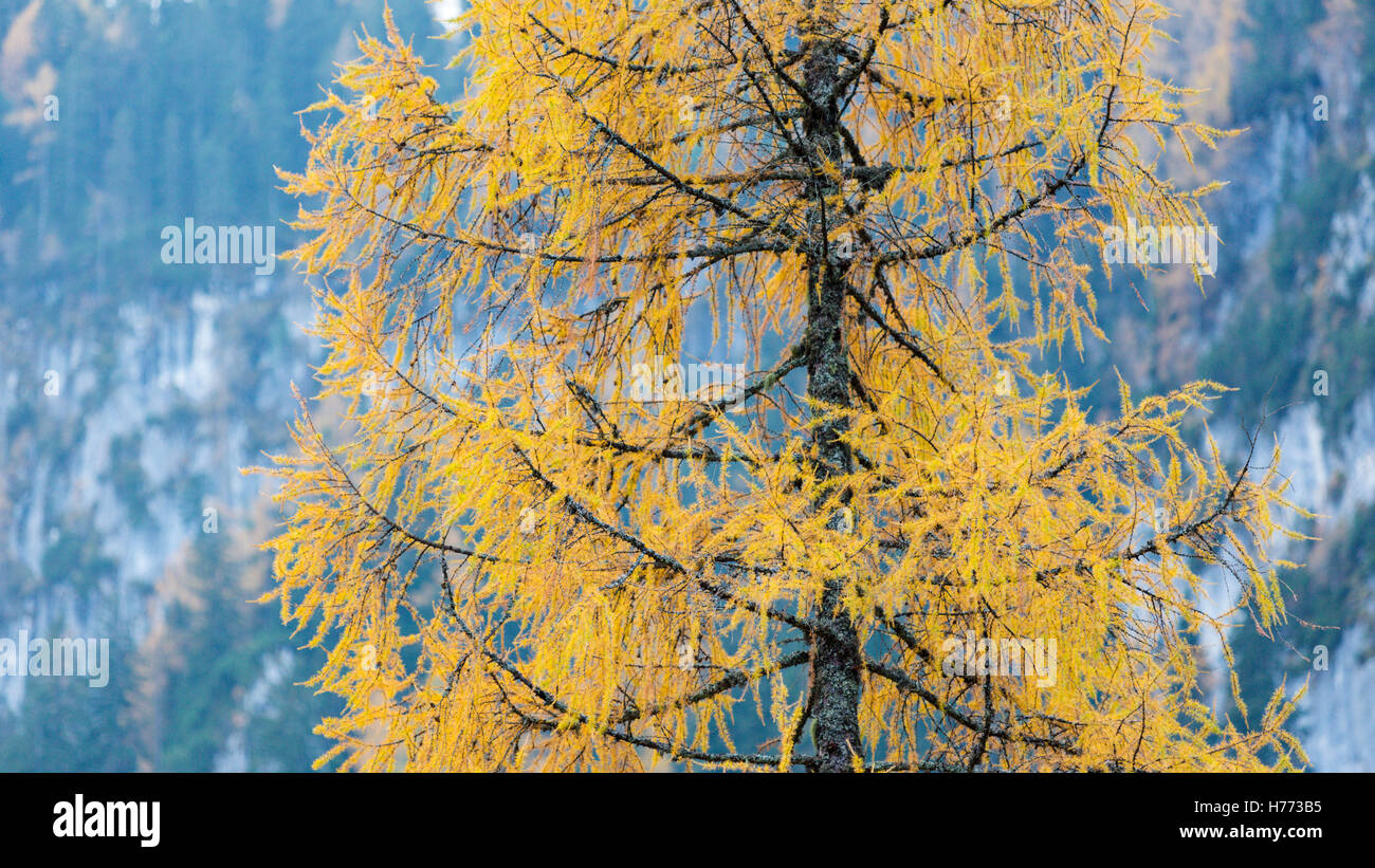 Autumn landscape, Forest, Colorful, Gosau, Dachstein region, Upper ...