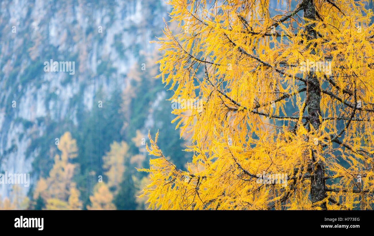 Autumn landscape, Forest, Colorful, Gosau, Dachstein region, Upper ...