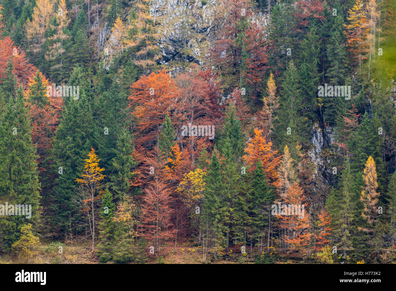 Autumn landscape, Forest, Colorful, Gosau, Dachstein region, Upper ...