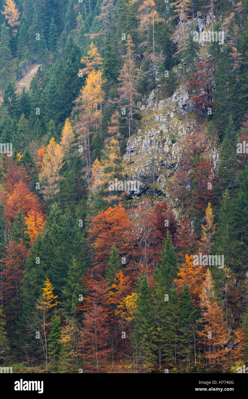 Autumn landscape, Forest, Colorful, Gosau, Dachstein region, Upper ...