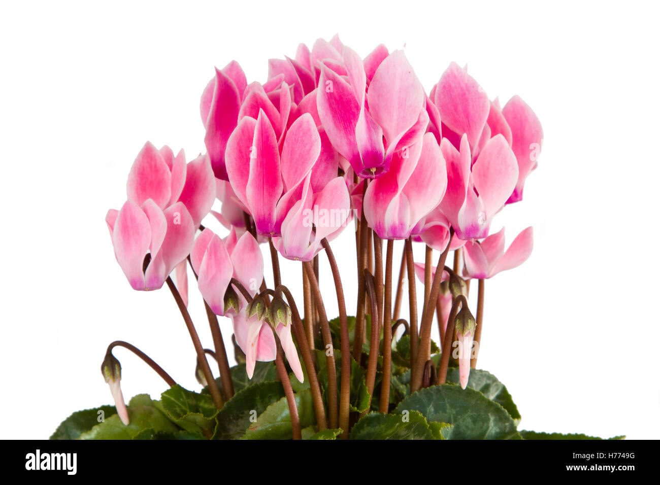 Pink viola flowers in a pot isolated over white background Stock Photo ...