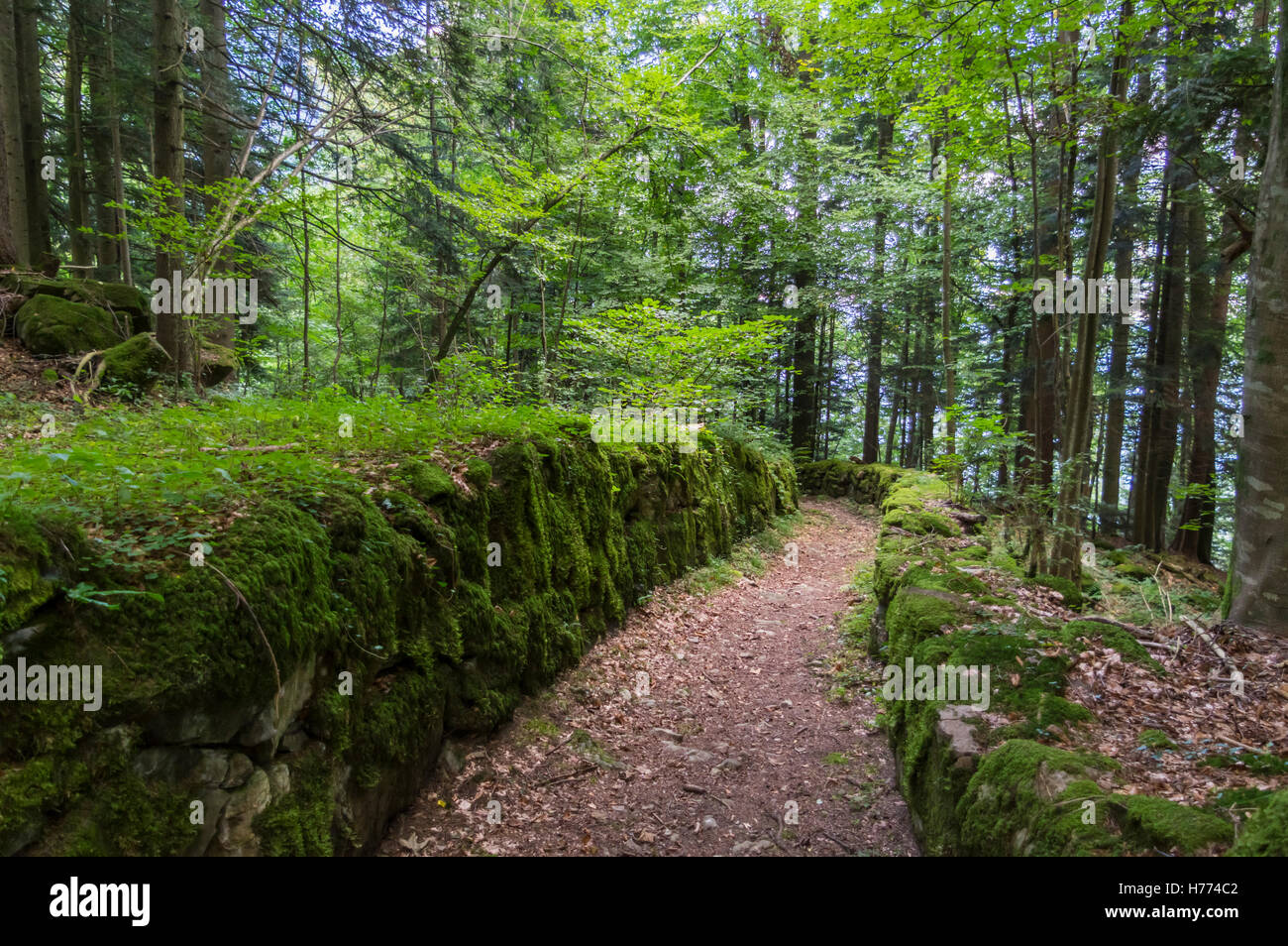 Sunken forest hi-res stock photography and images - Alamy