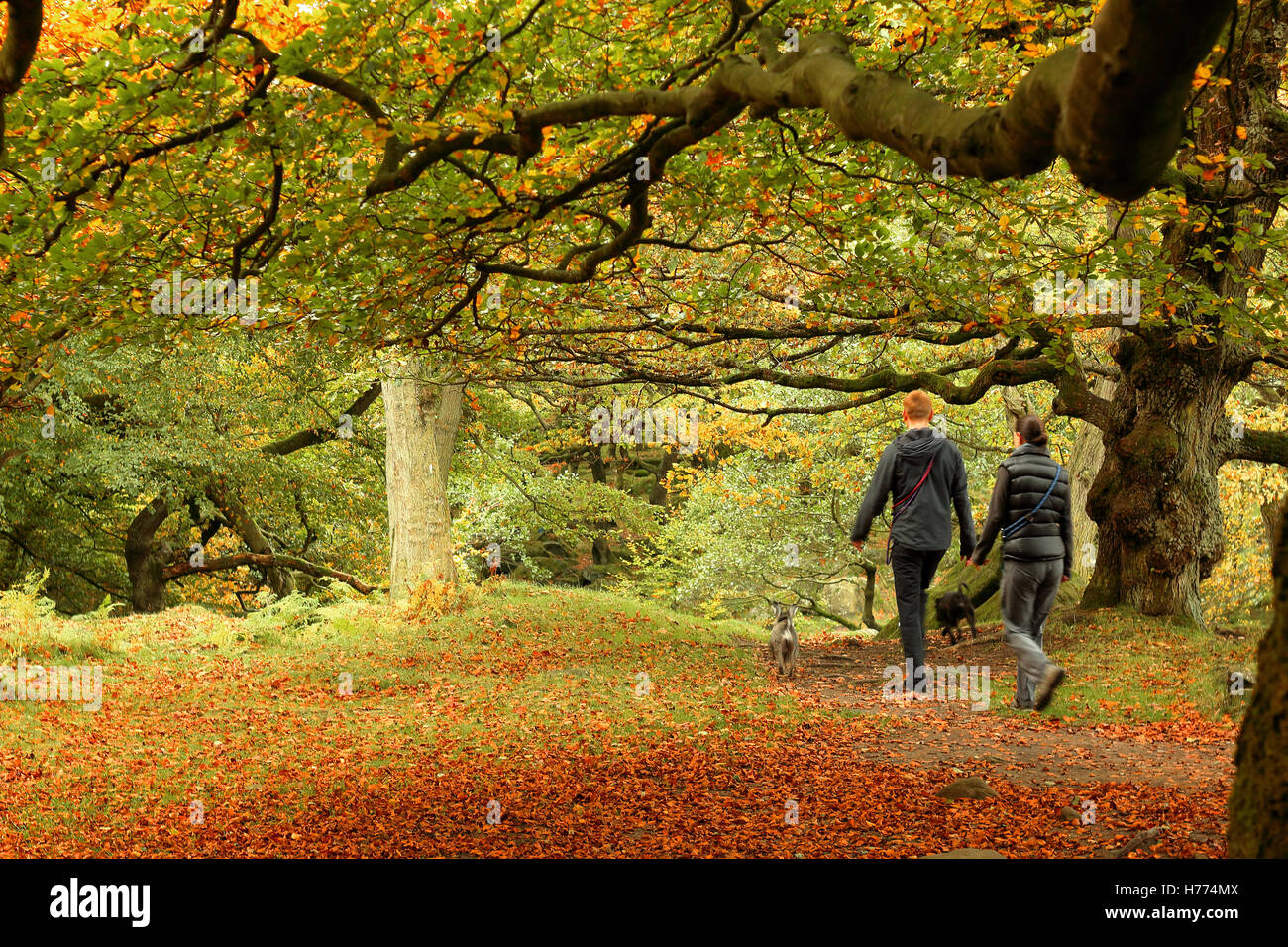 Padley gorge dog hi-res stock photography and images - Alamy