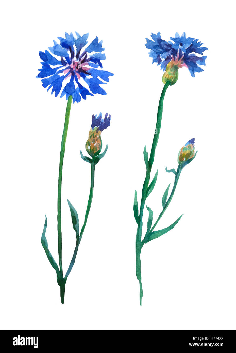 Cornflower Painting