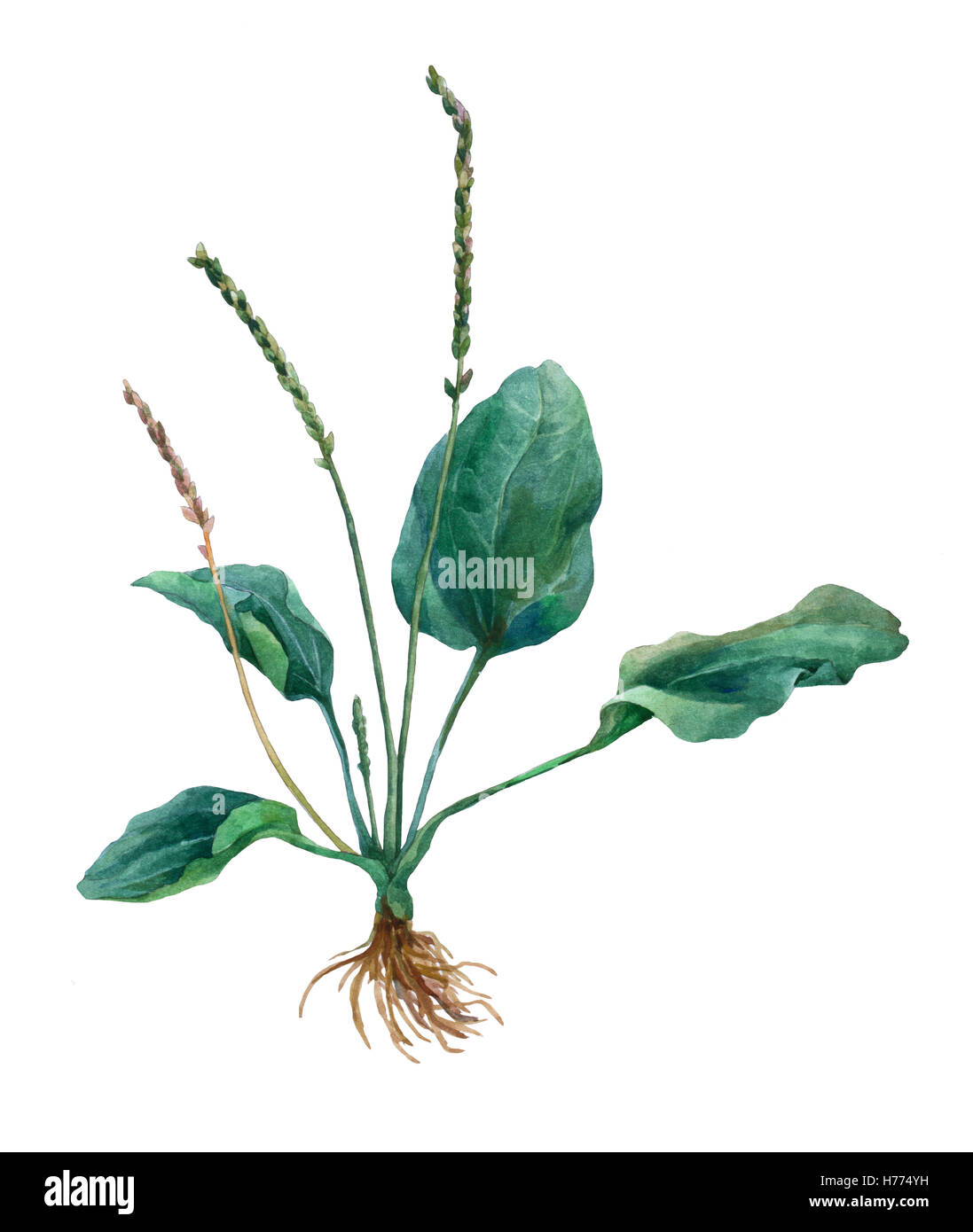 Plantain growing Cut Out Stock Images & Pictures - Alamy