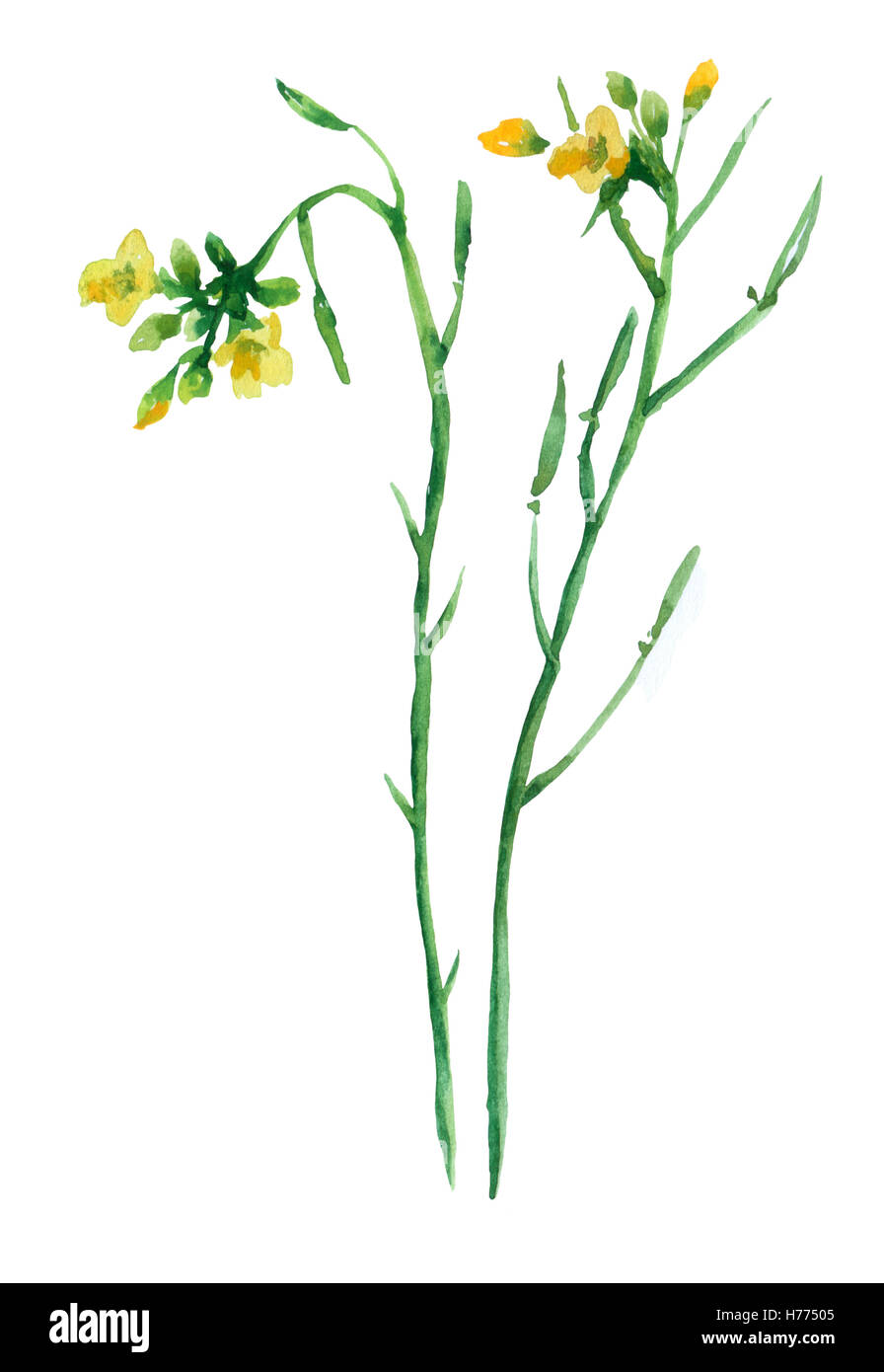 Yellow flowers. Watercolor hand drawn illustration isolated on white ...