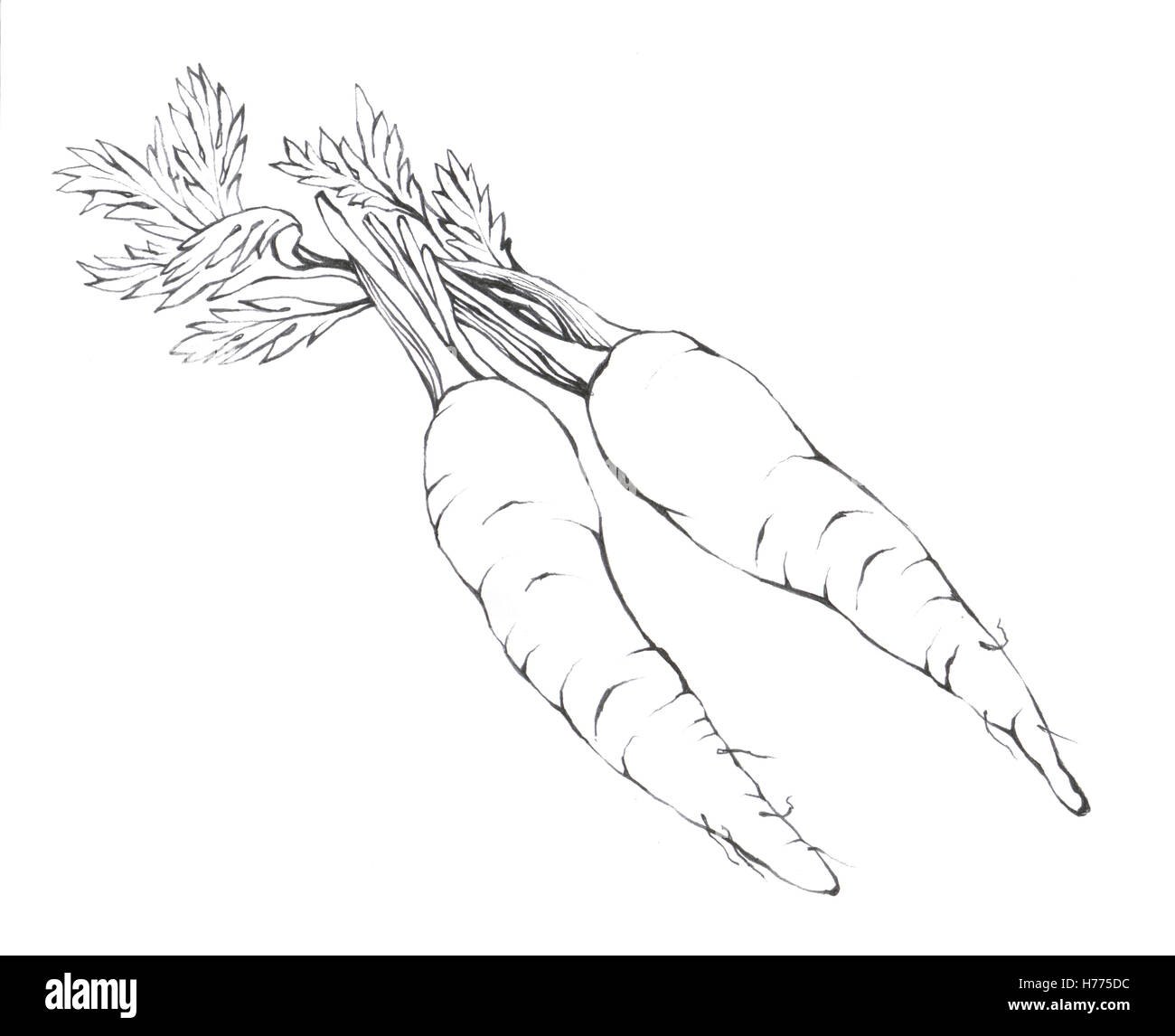 Carrot Illustration Black
