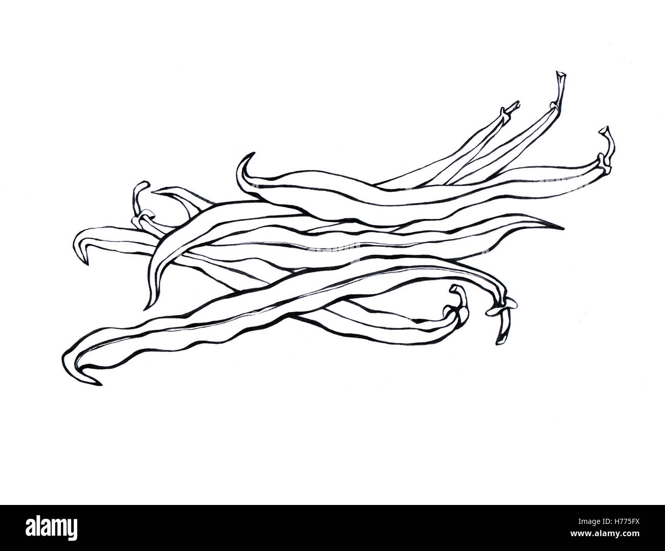 Bean Clipart Black And White