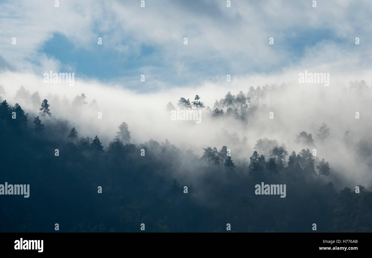 Mist pine trees hi-res stock photography and images - Alamy