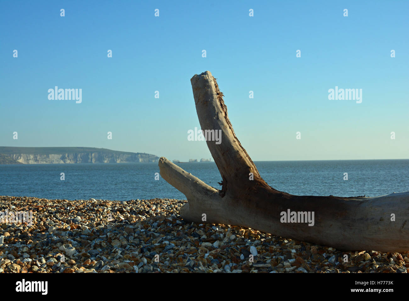 driftwood log on beach in south england with lighthouse in distance ...