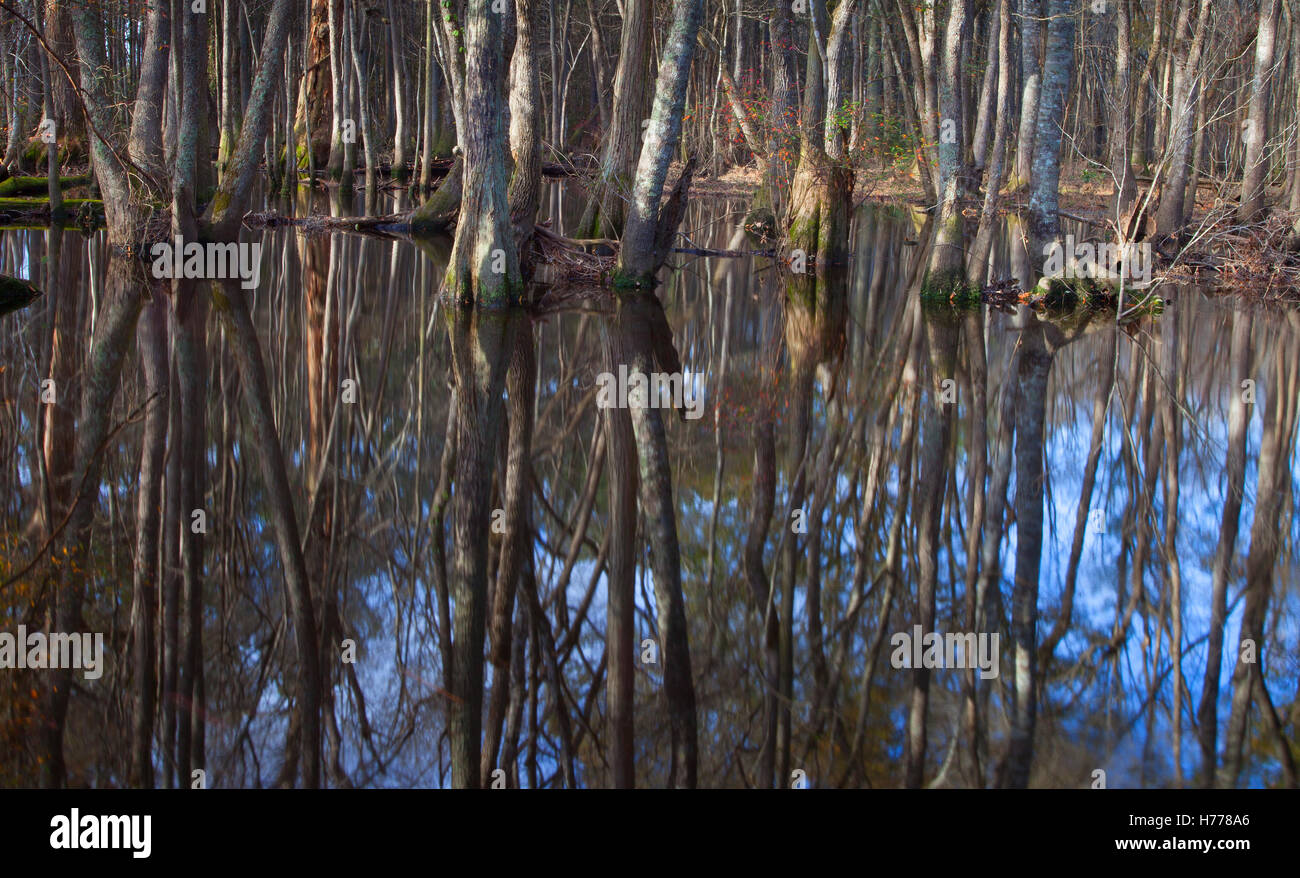 Lumber River in North Carolina with trees reflecting in the water Stock ...