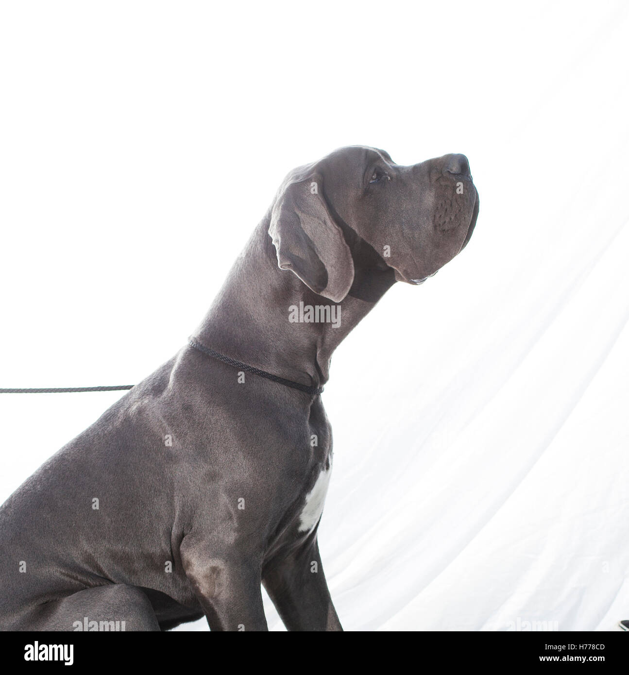 Black and white great dane hi-res stock photography and images - Alamy