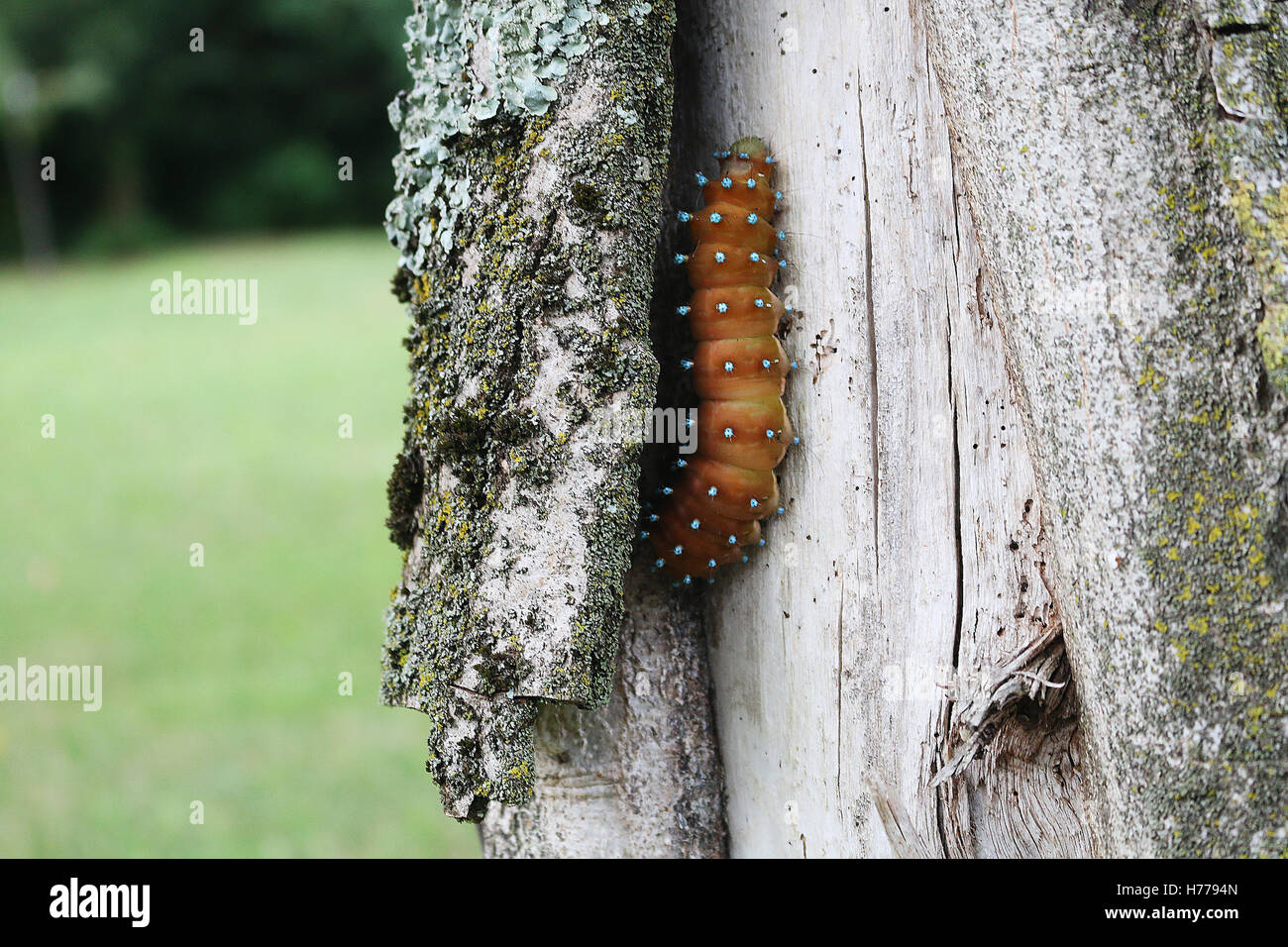 Caterpillar on a tree trunk Stock Photo - Alamy