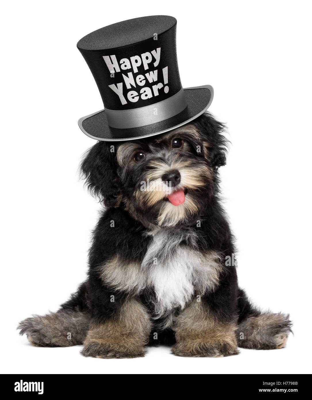 Adorable dog new year Cut Out Stock Images & Pictures - Alamy