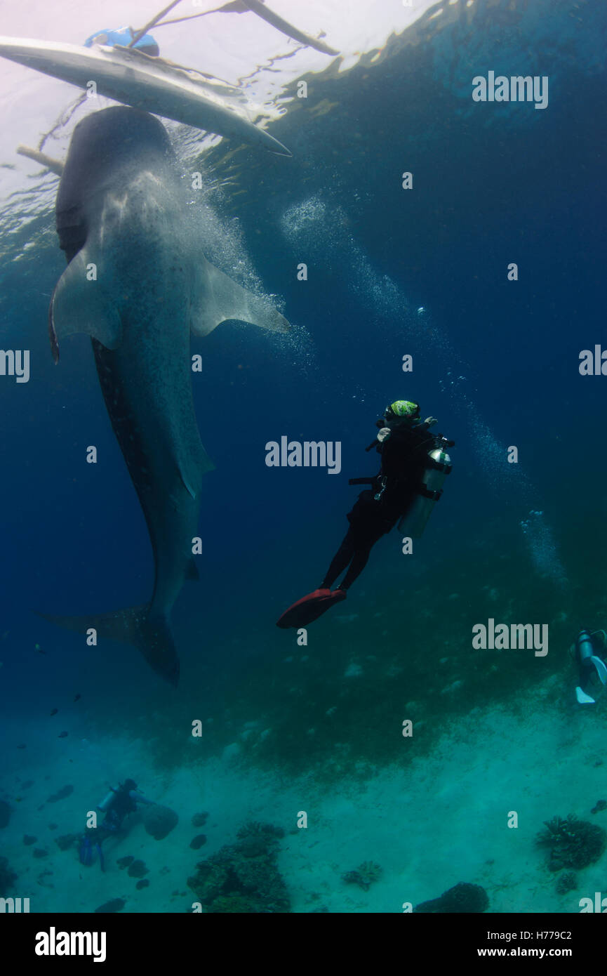 Whale shark and woman diving underwater, Oslob, Cebu, Philippines Stock ...