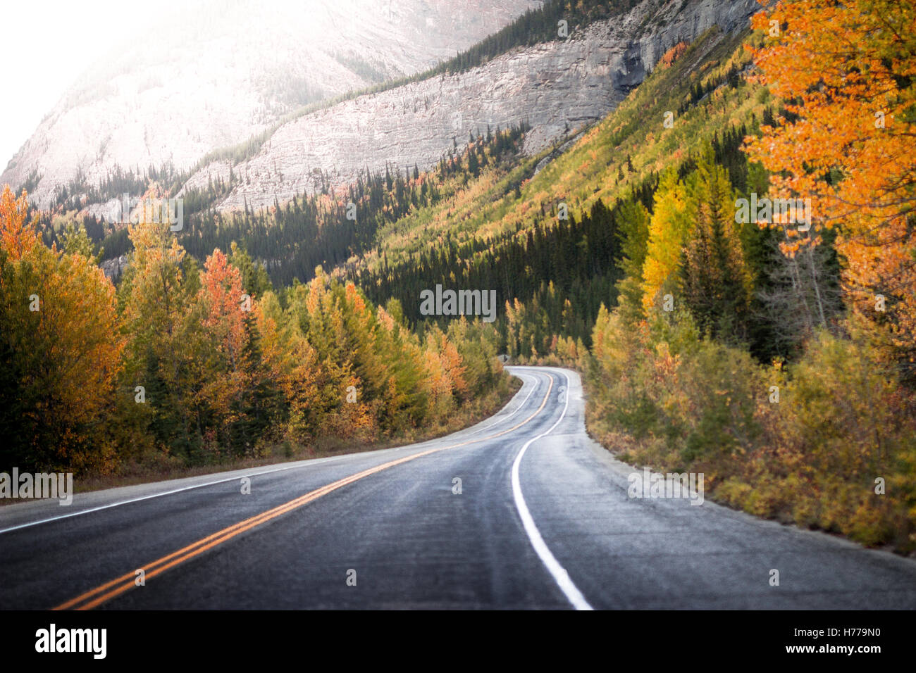 Treelined road through canadian rockies hi-res stock photography and ...