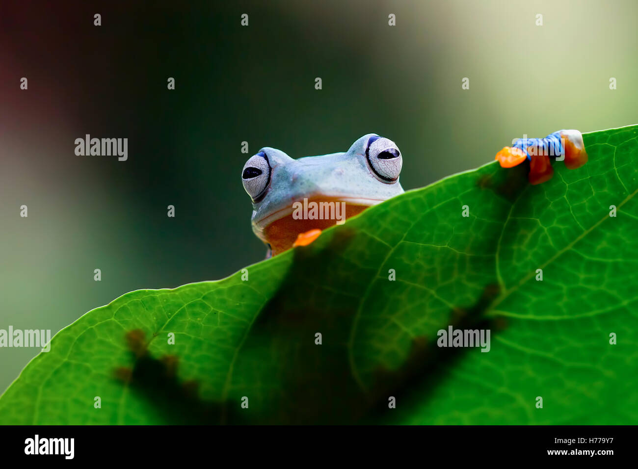 Javan tree frog sitting on a leaf, Indonesia Stock Photo - Alamy